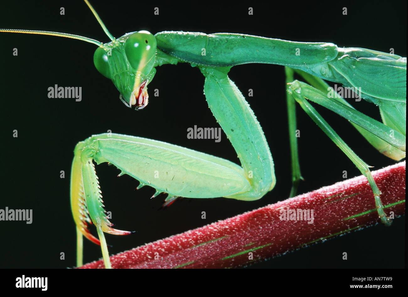 European preying mantis (Mantis religiosa), Belgium Stock Photo - Alamy