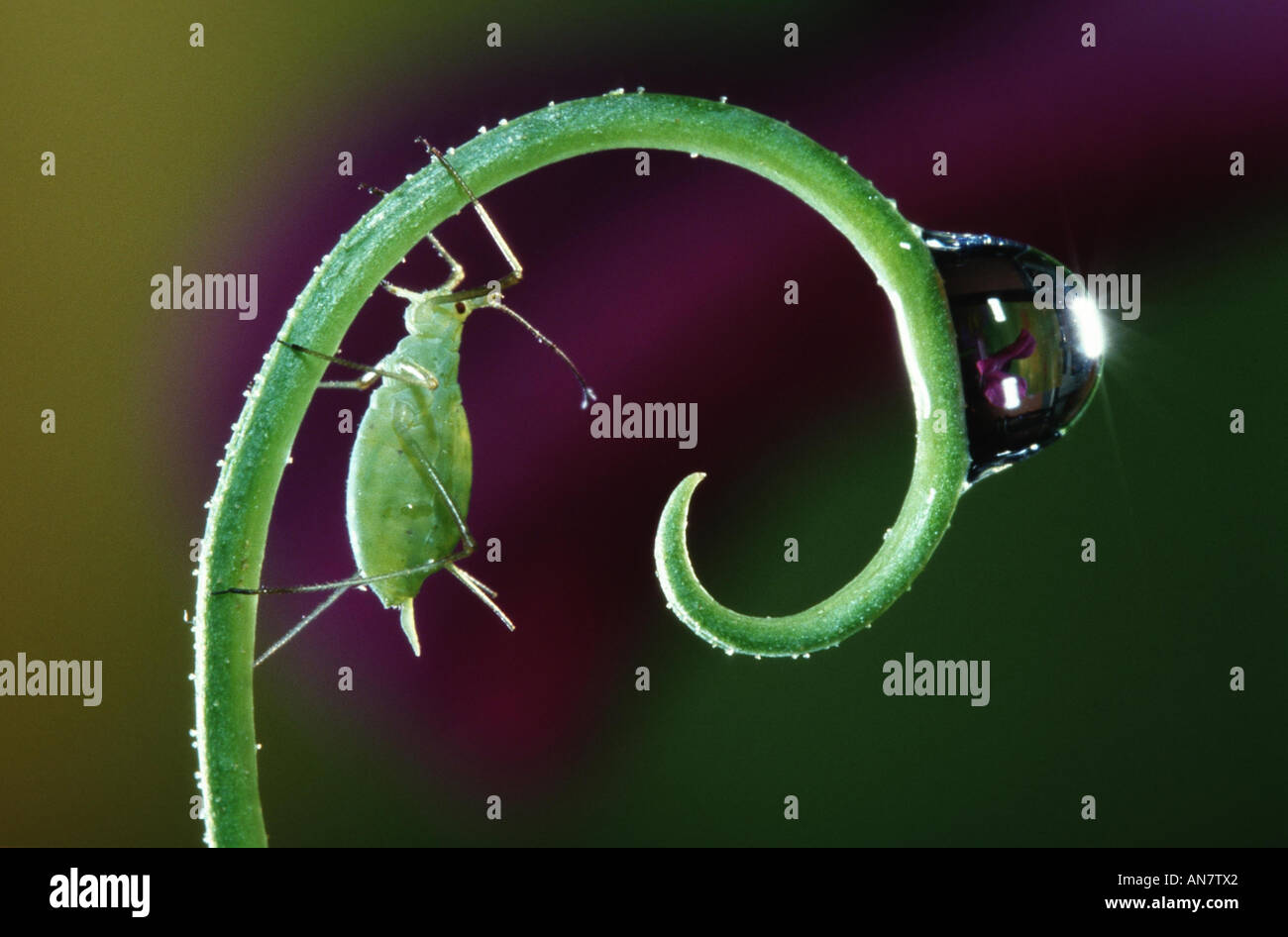 rose aphid, greenfly (Macrosiphum rosae), Belgium Stock Photo - Alamy