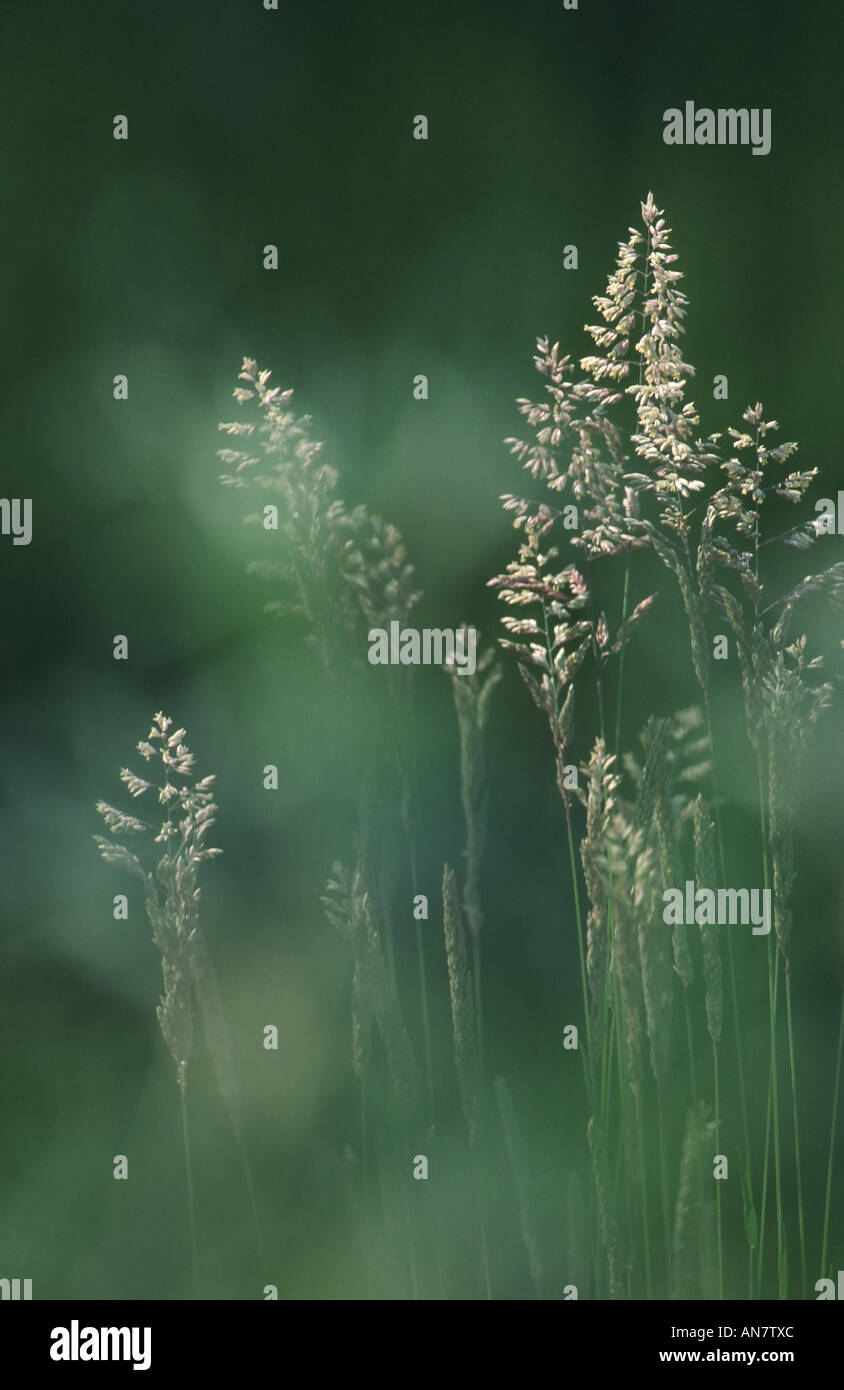 common velvet grass, Yorkshire-fog, creeping velvetgrass (Holcus ...