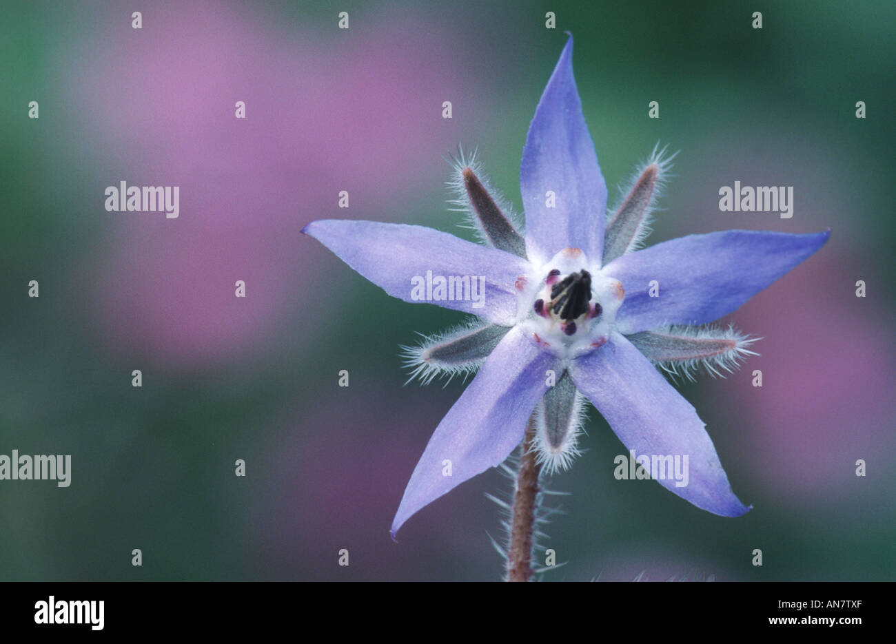 common borage (Borago officinalis), blossom, Germany Stock Photo - Alamy