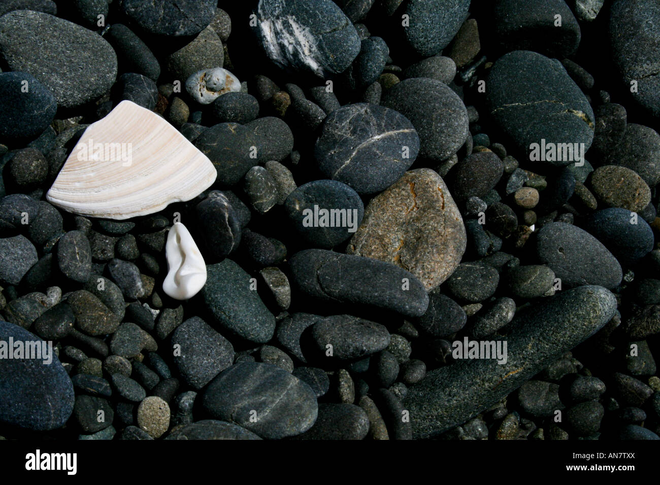 Two white shells on a volcanic black pebble beach, Napier, New Zealand ...