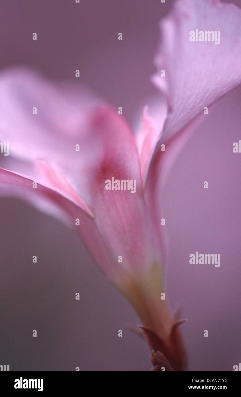oleander (Nerium oleander), blossom, Germany Stock Photo - Alamy