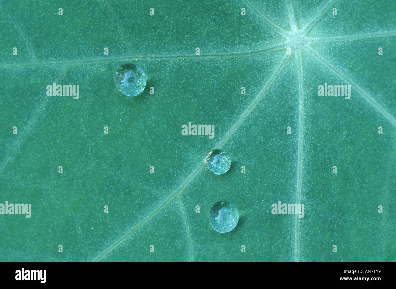 drops of water, Germany Stock Photo - Alamy