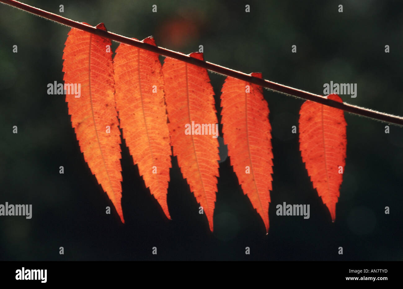 Rhus dermatitis hi-res stock photography and images - Alamy