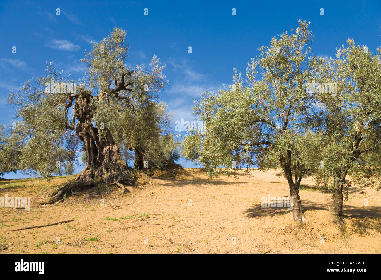 Riogordo Malaga Province Spain Olive trees Stock Photo - Alamy