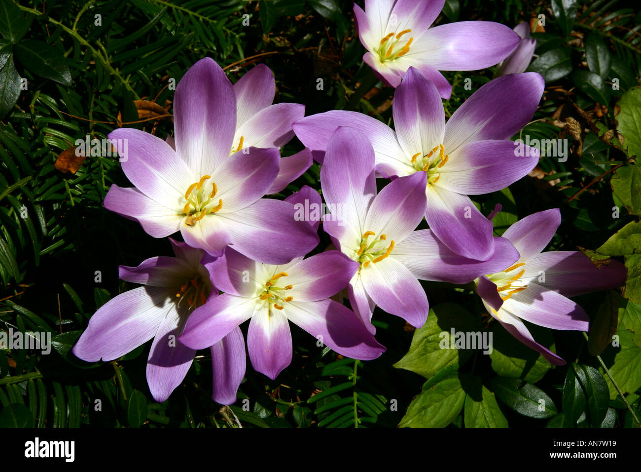 Crocus bulb hi-res stock photography and images - Alamy