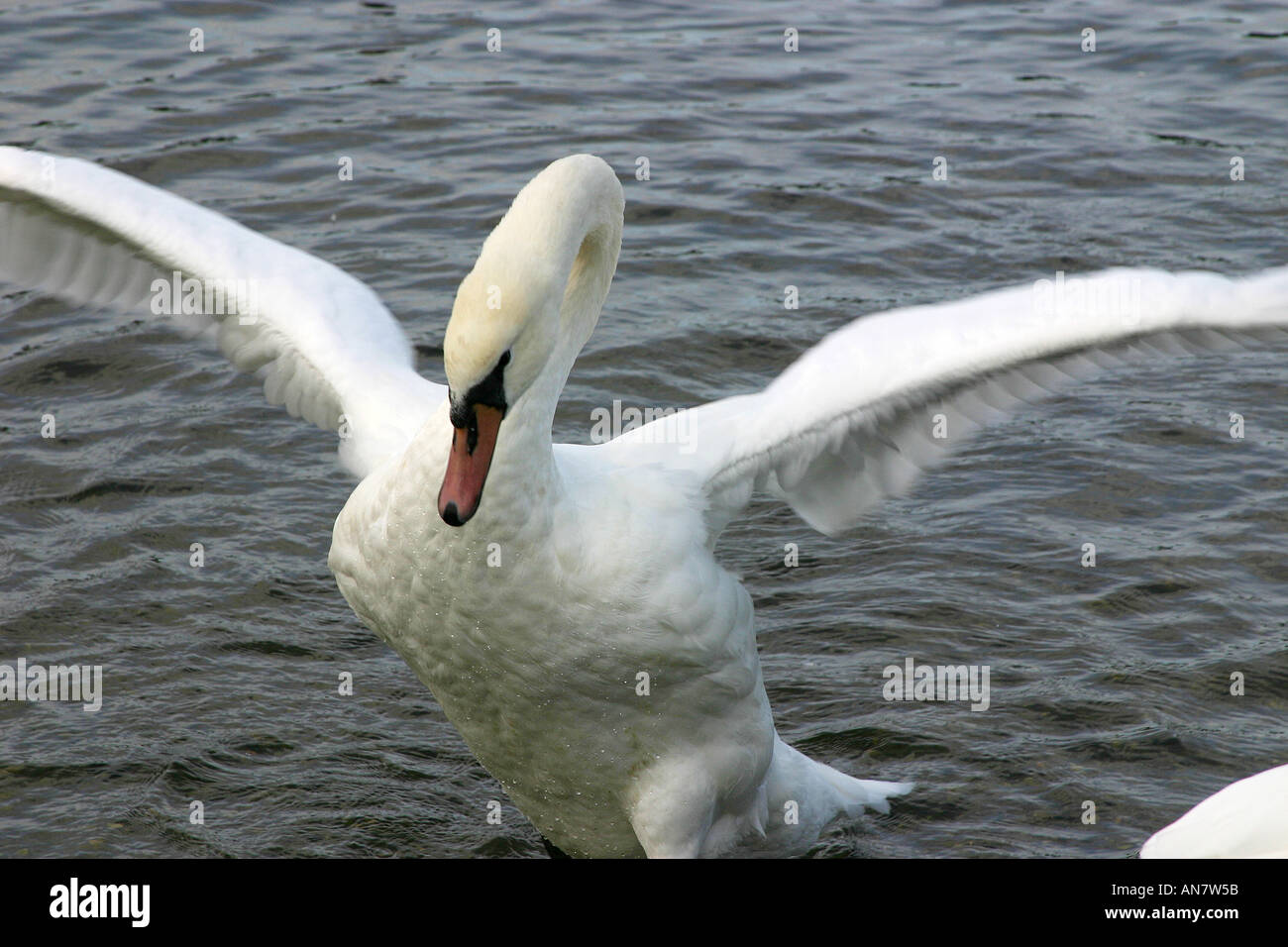 Swan flapping wings hi-res stock photography and images - Alamy