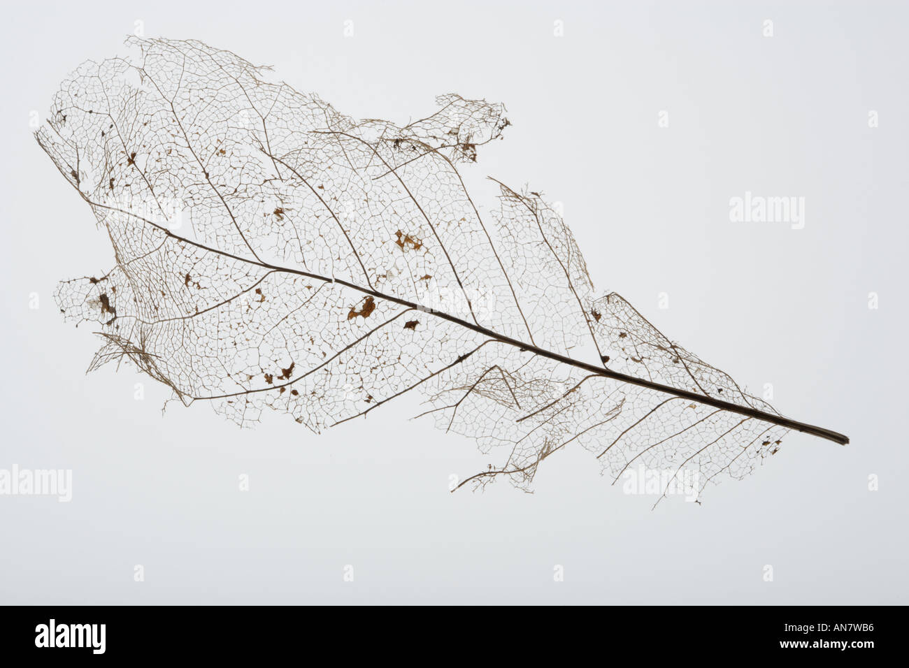 Chestnut leaf skeleton Stock Photo - Alamy