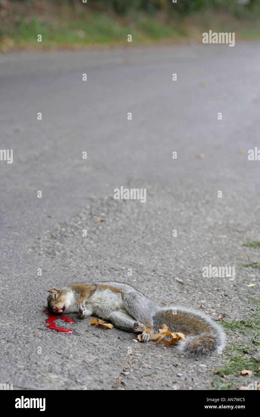 Squirrel dead at the side of the road Stock Photo - Alamy