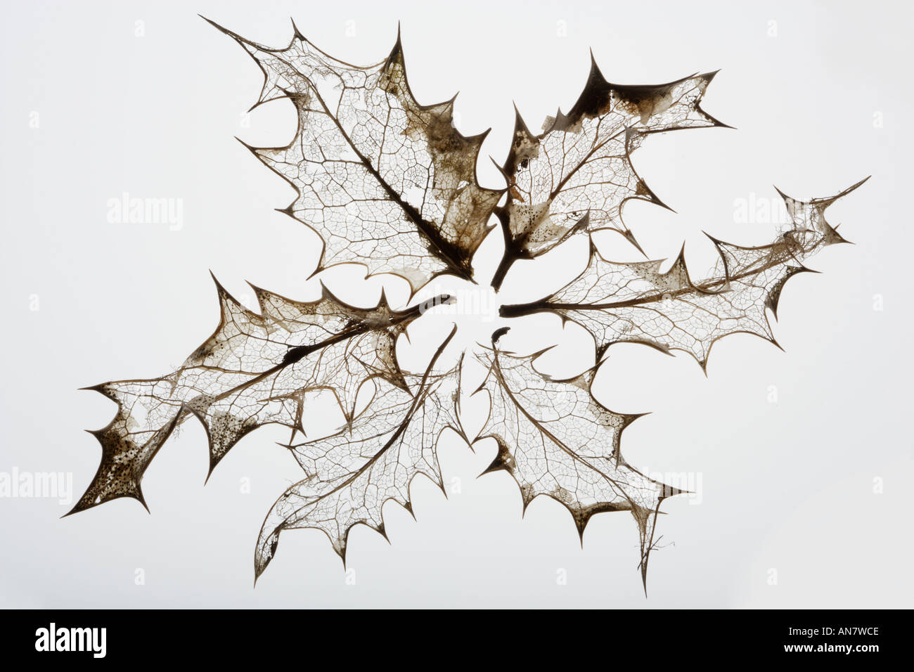 Holly leaf skeleton Stock Photo - Alamy