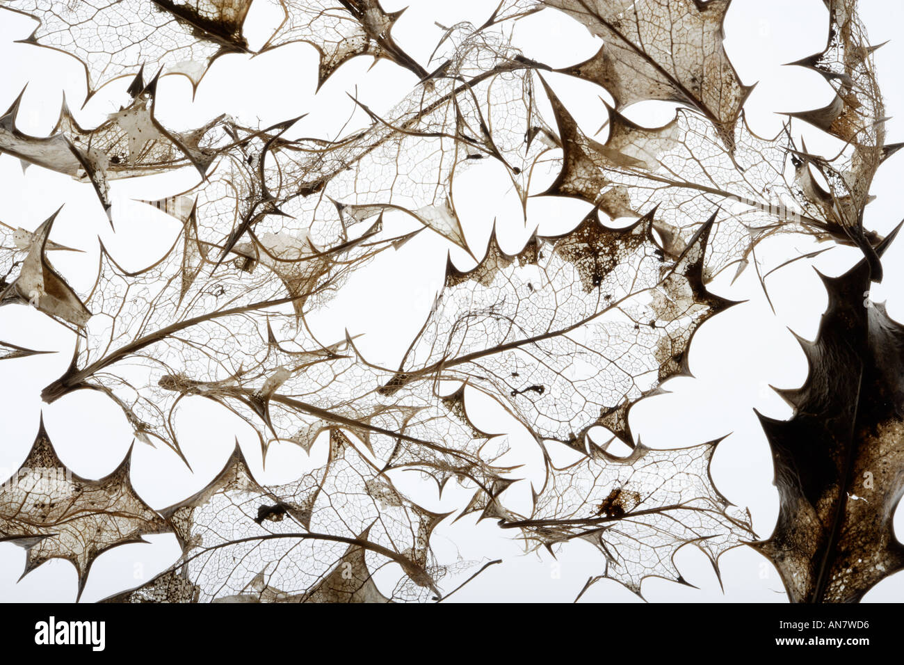 Holly leaf skeletons Stock Photo - Alamy