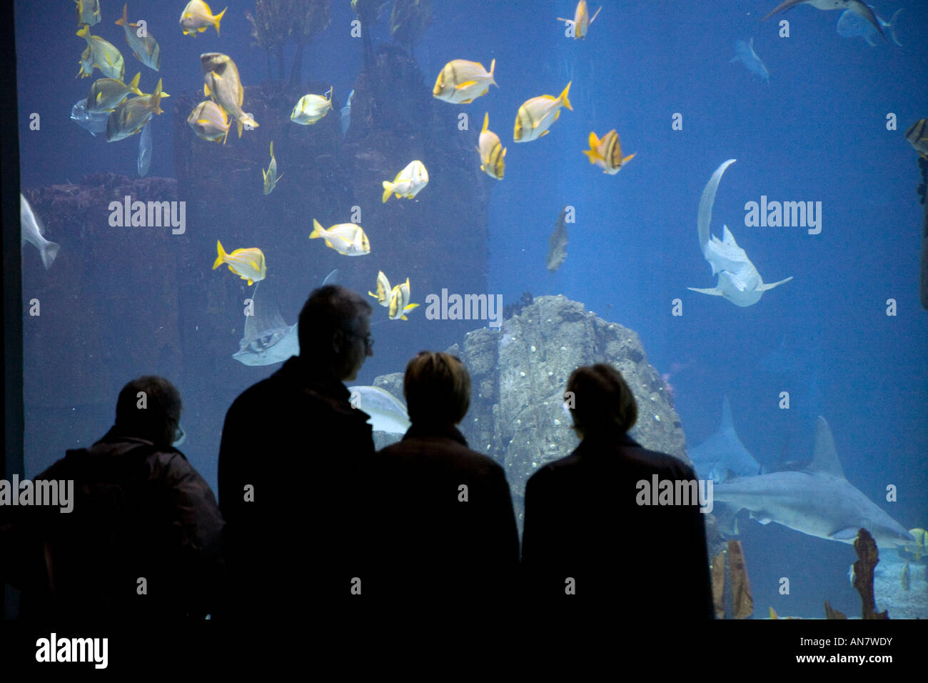 People watching the fishes, Lisbon Oceanario Stock Photo - Alamy