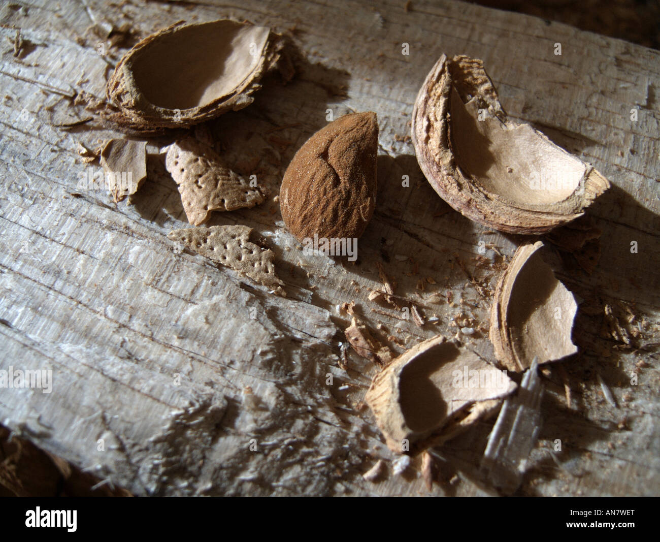 Opened raw almond and rests of shell Stock Photo - Alamy