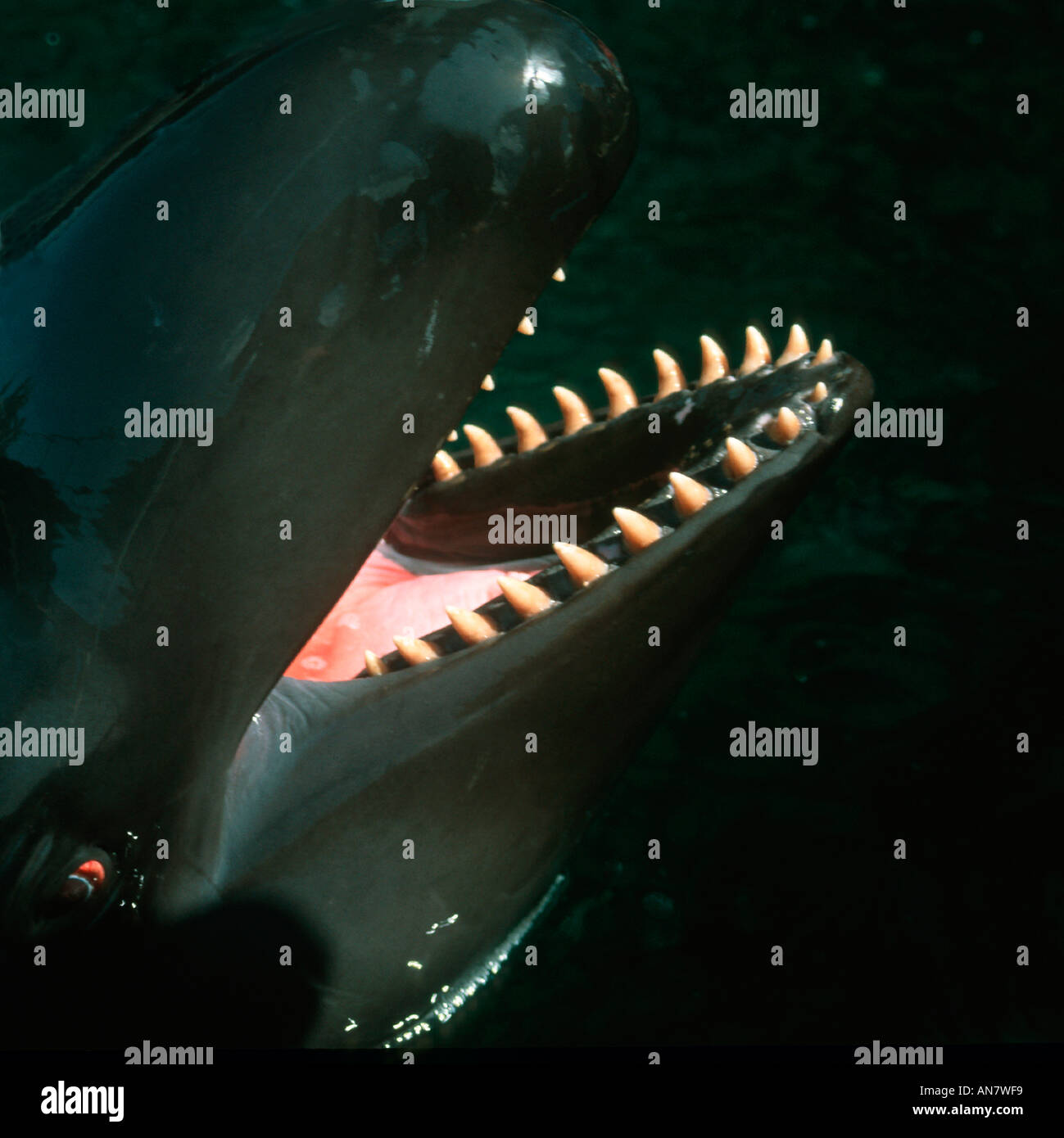 Killer whale mouth open hi-res stock photography and images - Alamy