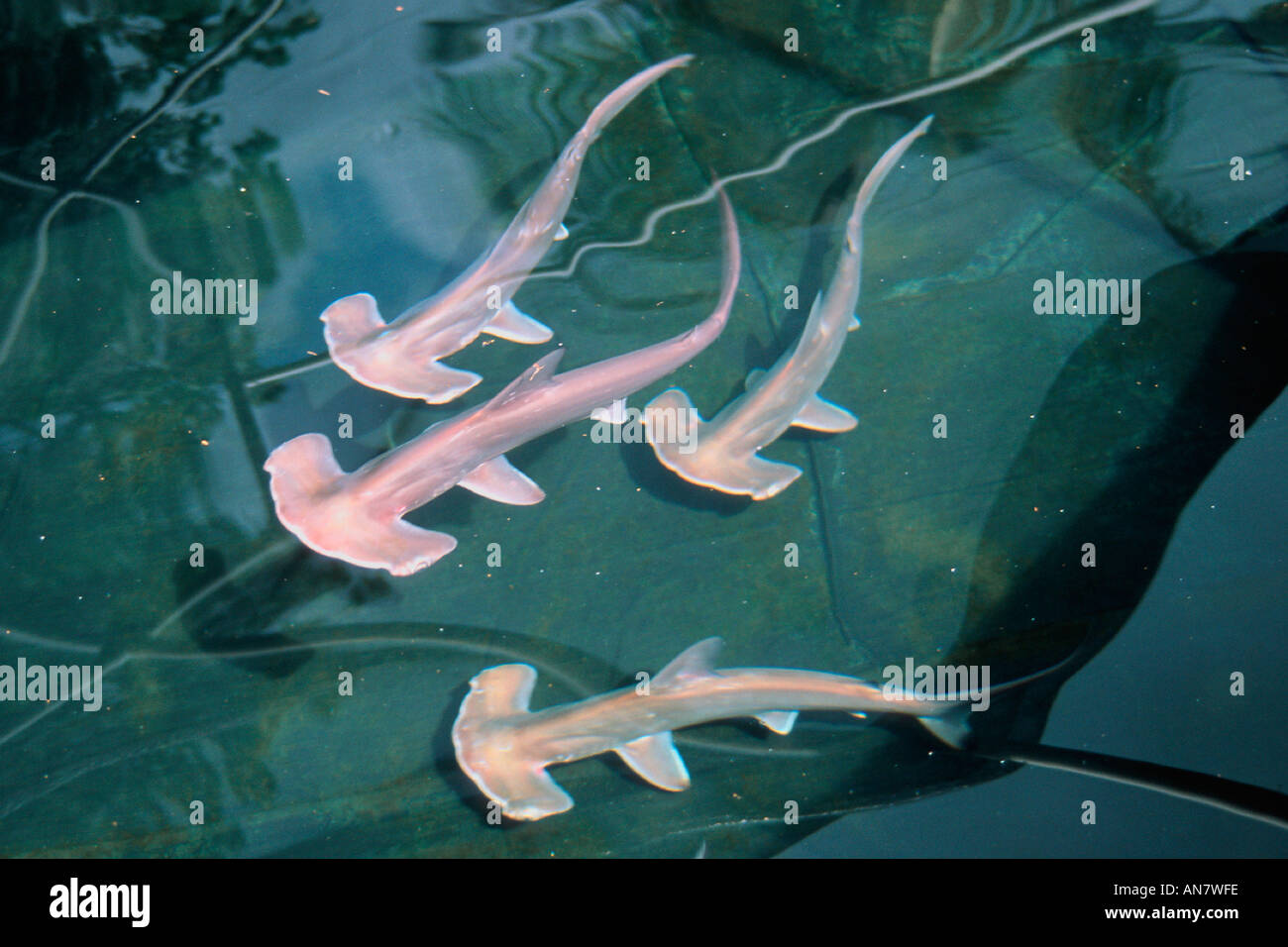 Different Sharks High Resolution Stock Photography and Images - Alamy