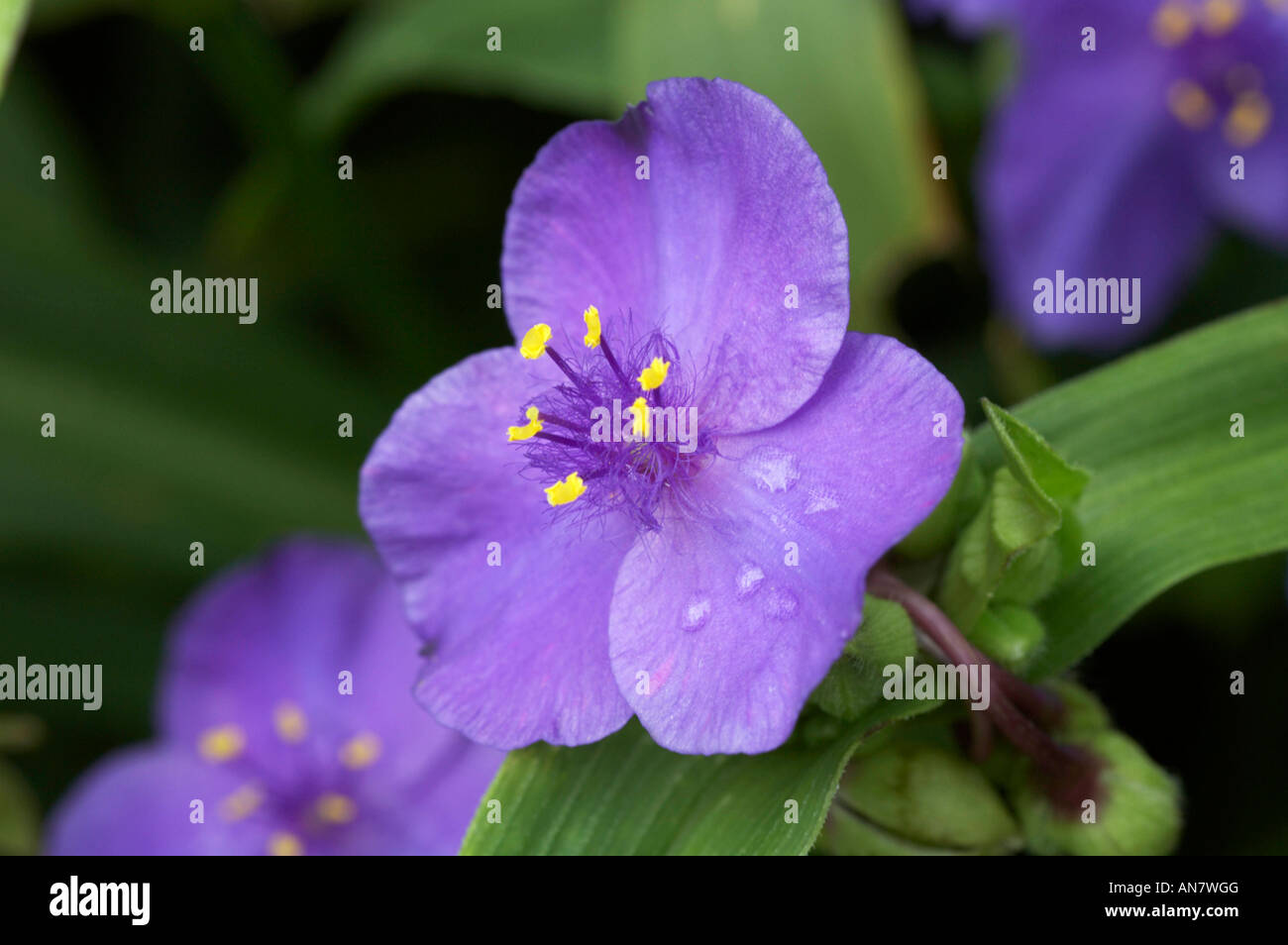 Spiderwort tradescantia andersoniana hi-res stock photography and ...