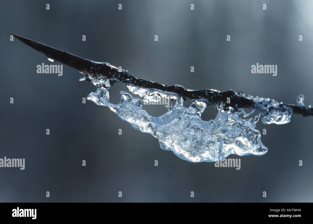 common beech (Fagus sylvatica), twig with ice, Germany Stock Photo - Alamy
