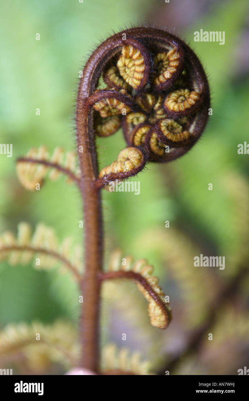 Tree fern frond, Whakarewarewa Forest, New Zealand Stock Photo - Alamy