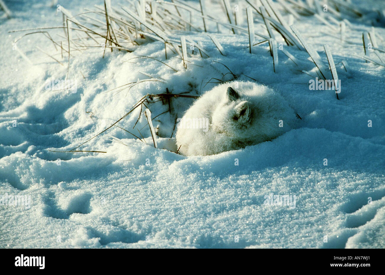 arctic fox (Alopex lagopus), resting, rolled up, lying in snow, Canada ...