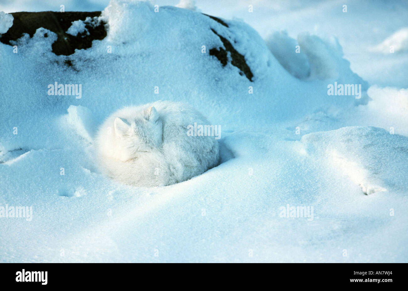 arctic fox (Alopex lagopus), resting, rolled up, lying in snow, Canada ...