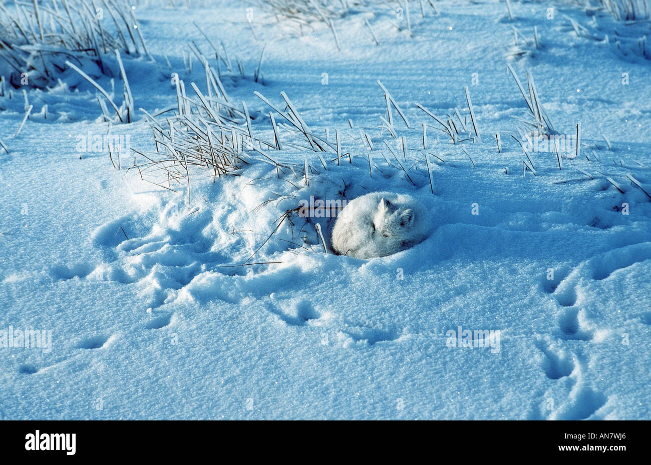 arctic fox (Alopex lagopus), resting, rolled up, lying in snow, Canada ...