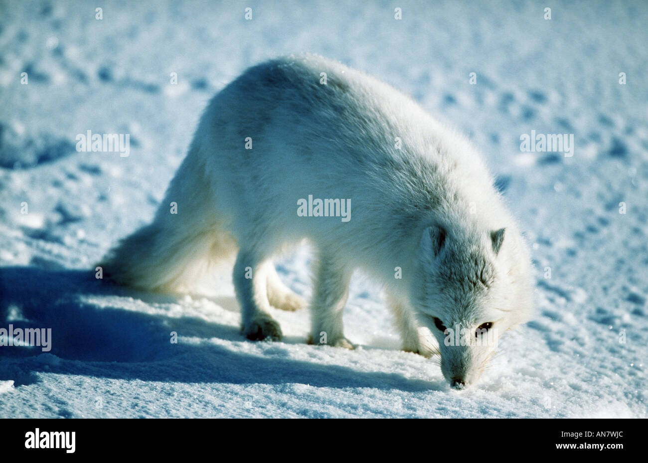 arctic fox (Alopex lagopus), Canada, Manitoba Stock Photo - Alamy