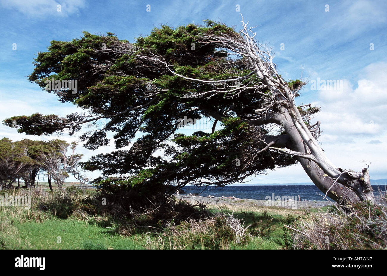 tree, formed by the wind, Chile, Patagonia Stock Photo - Alamy
