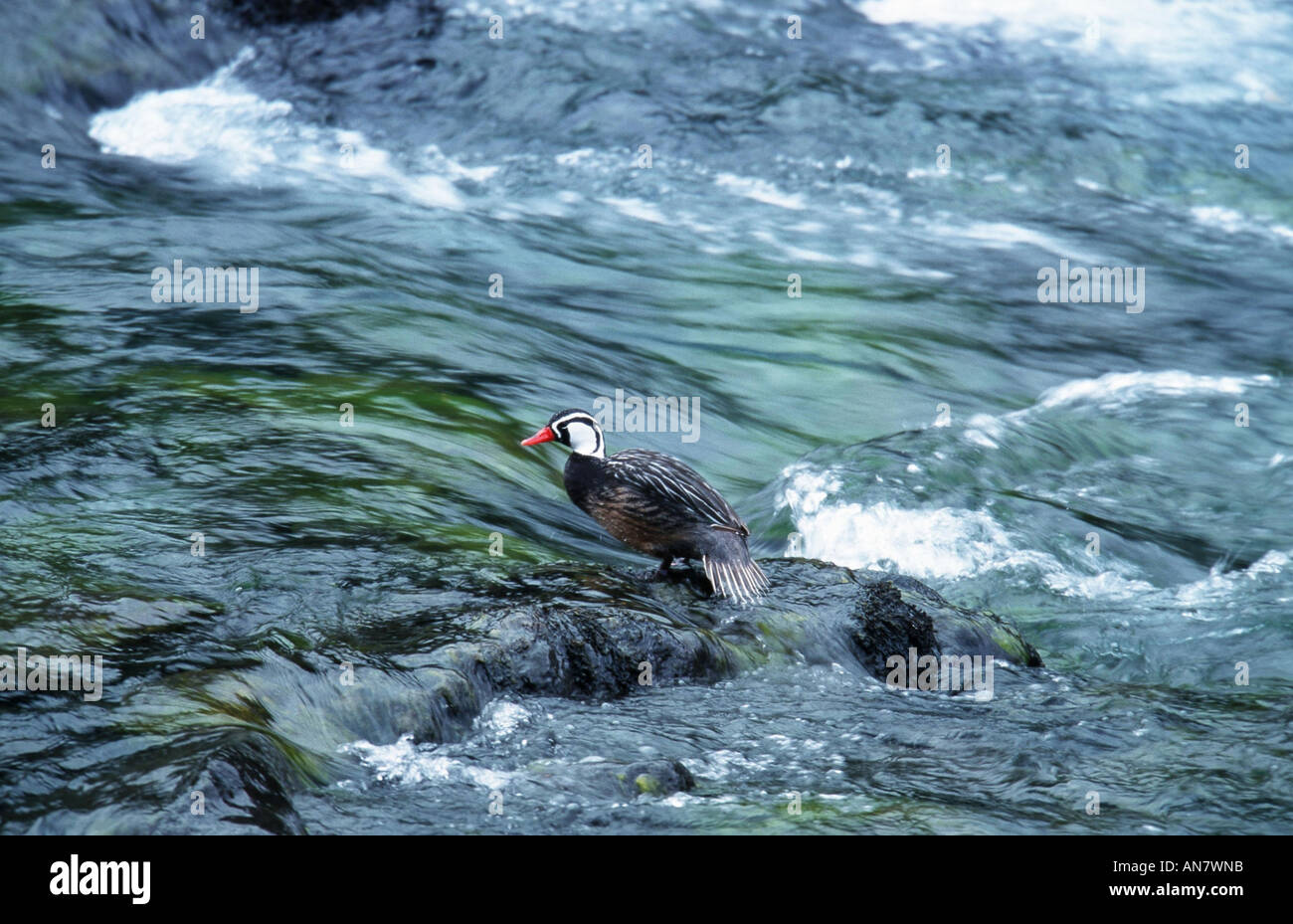 Torrent duck chile hi-res stock photography and images - Alamy