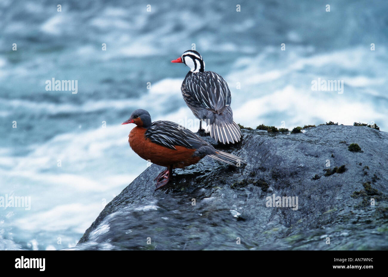 Torrent ducks patagonia hi-res stock photography and images - Alamy