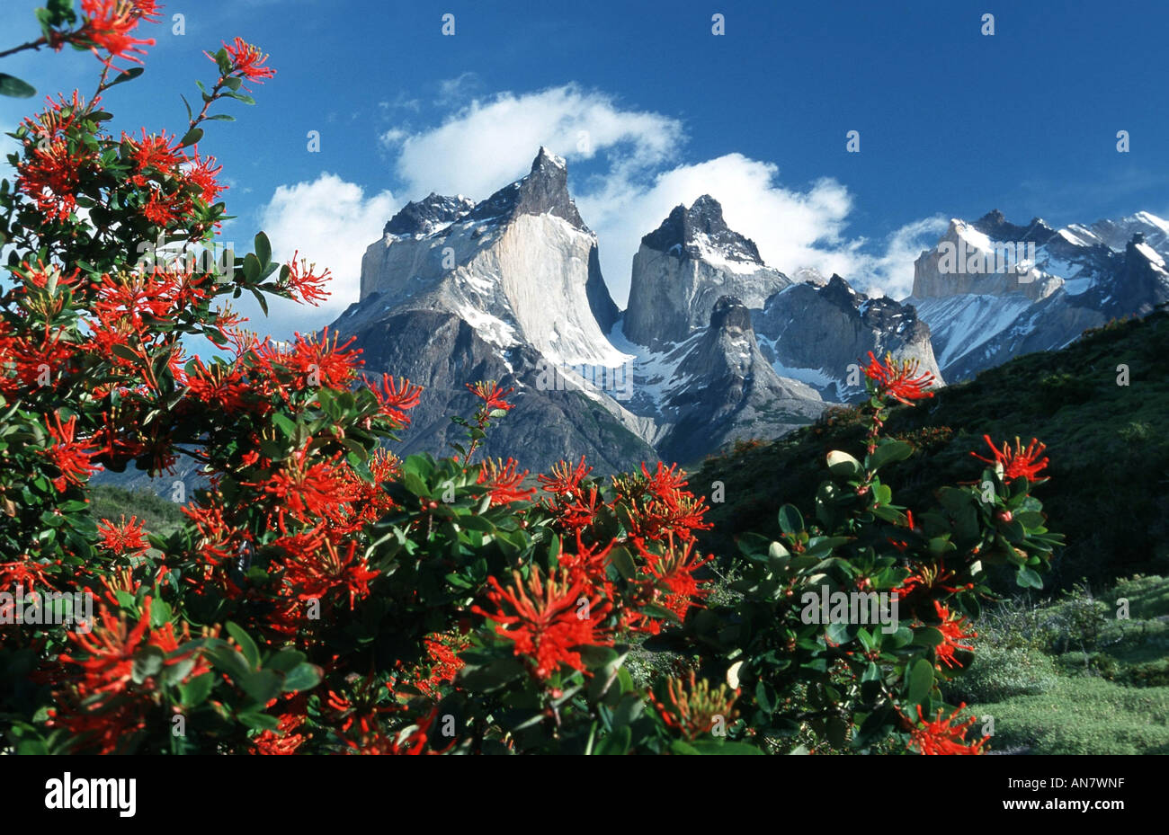 Chilean fire bush (Embothrium coccineum), blooming in Torres del Paine ...