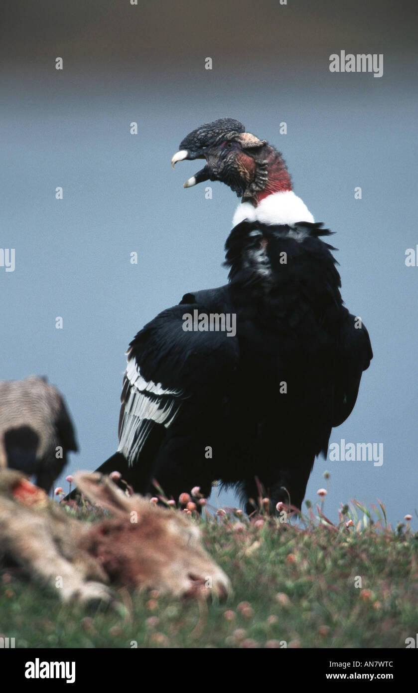 Andean condor (Vultur gryphus), male at carcass, largest flying bird ...