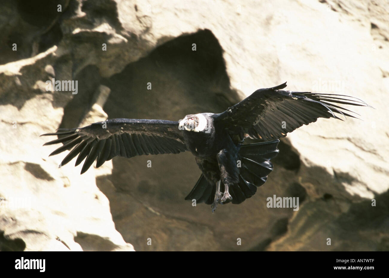 Andean condor (Vultur gryphus), female landing, largest flying bird ...
