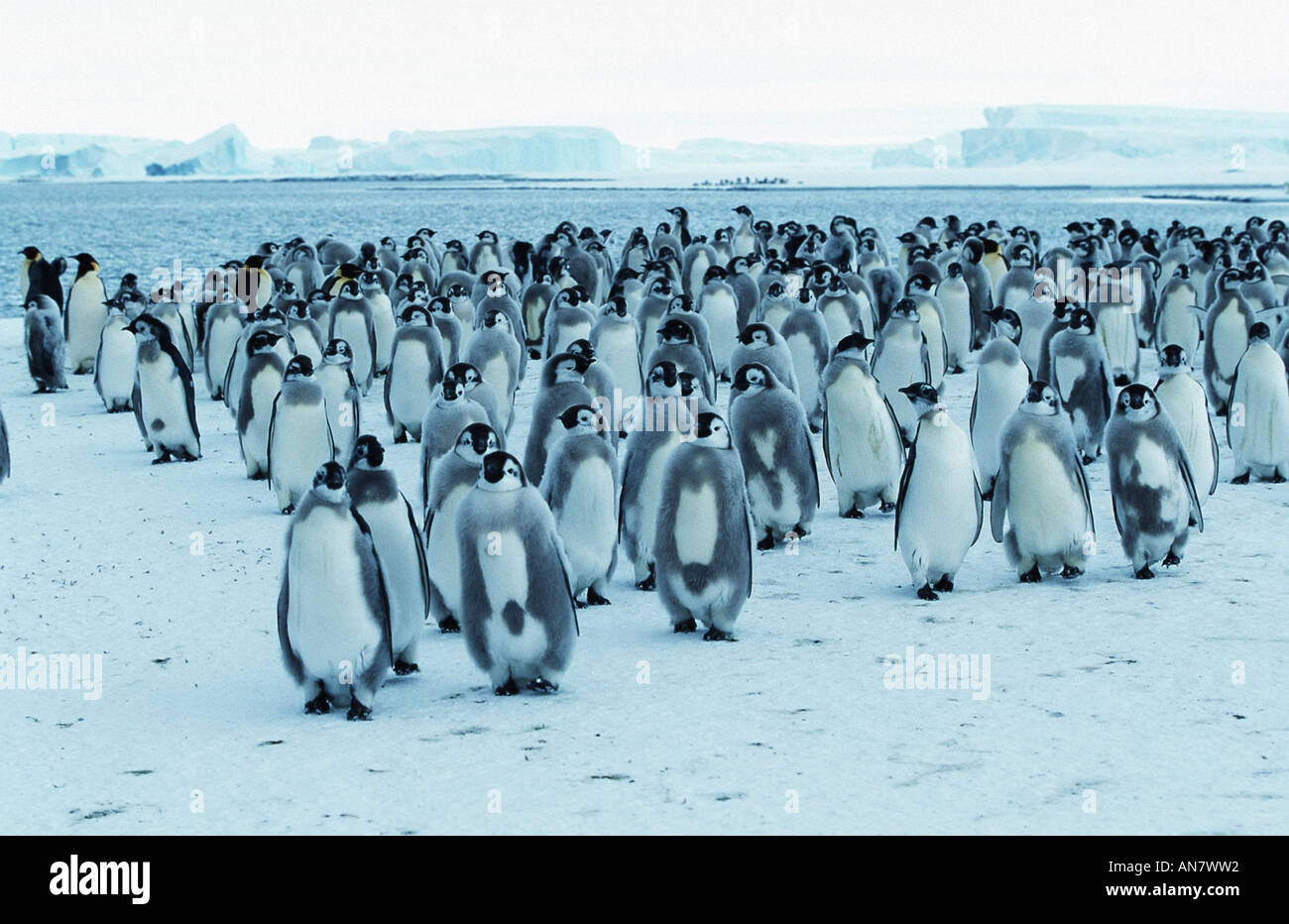 Emperor penguins leaving colony hi-res stock photography and images - Alamy