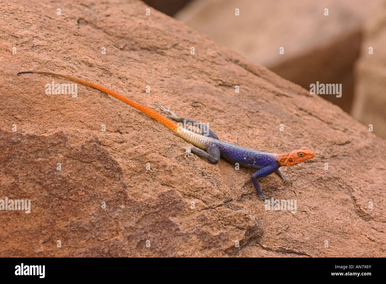 Namibian rock agama Agama planiceps adult male on red sandstone ...