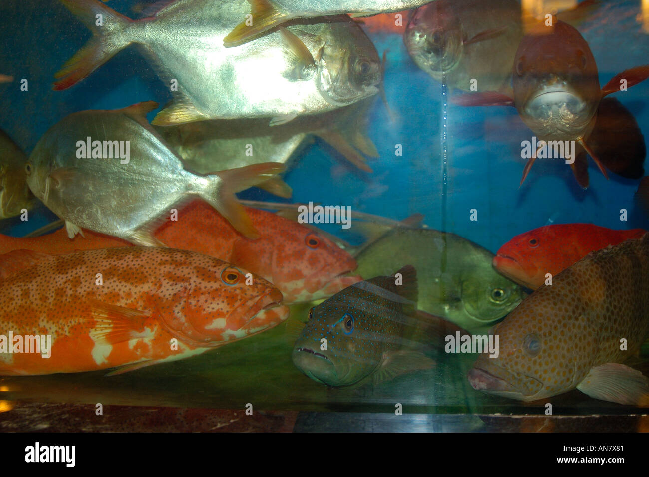 Live fish mainly coral trout and permit on display at an upscale ...