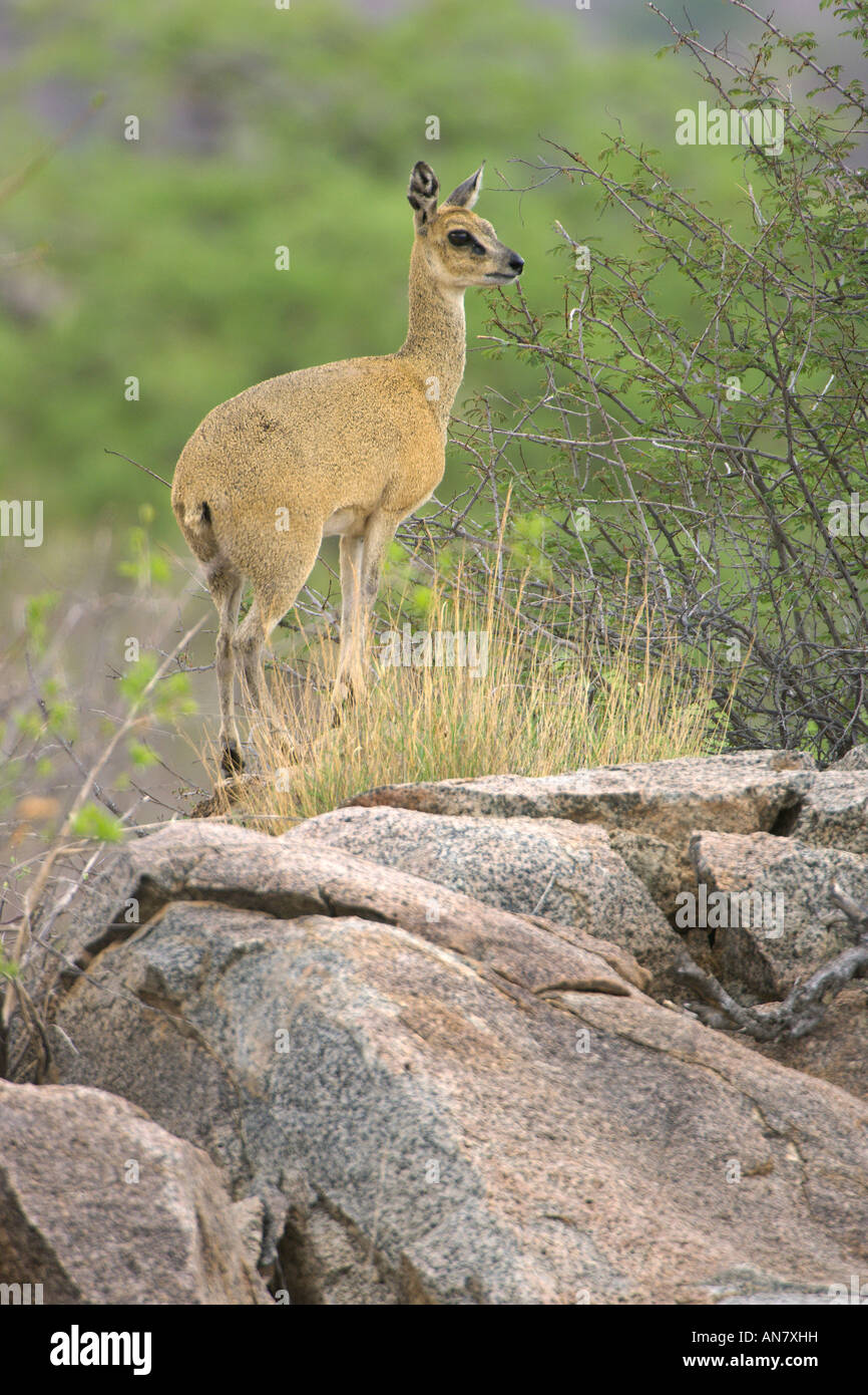 Female antelopes hi-res stock photography and images - Alamy