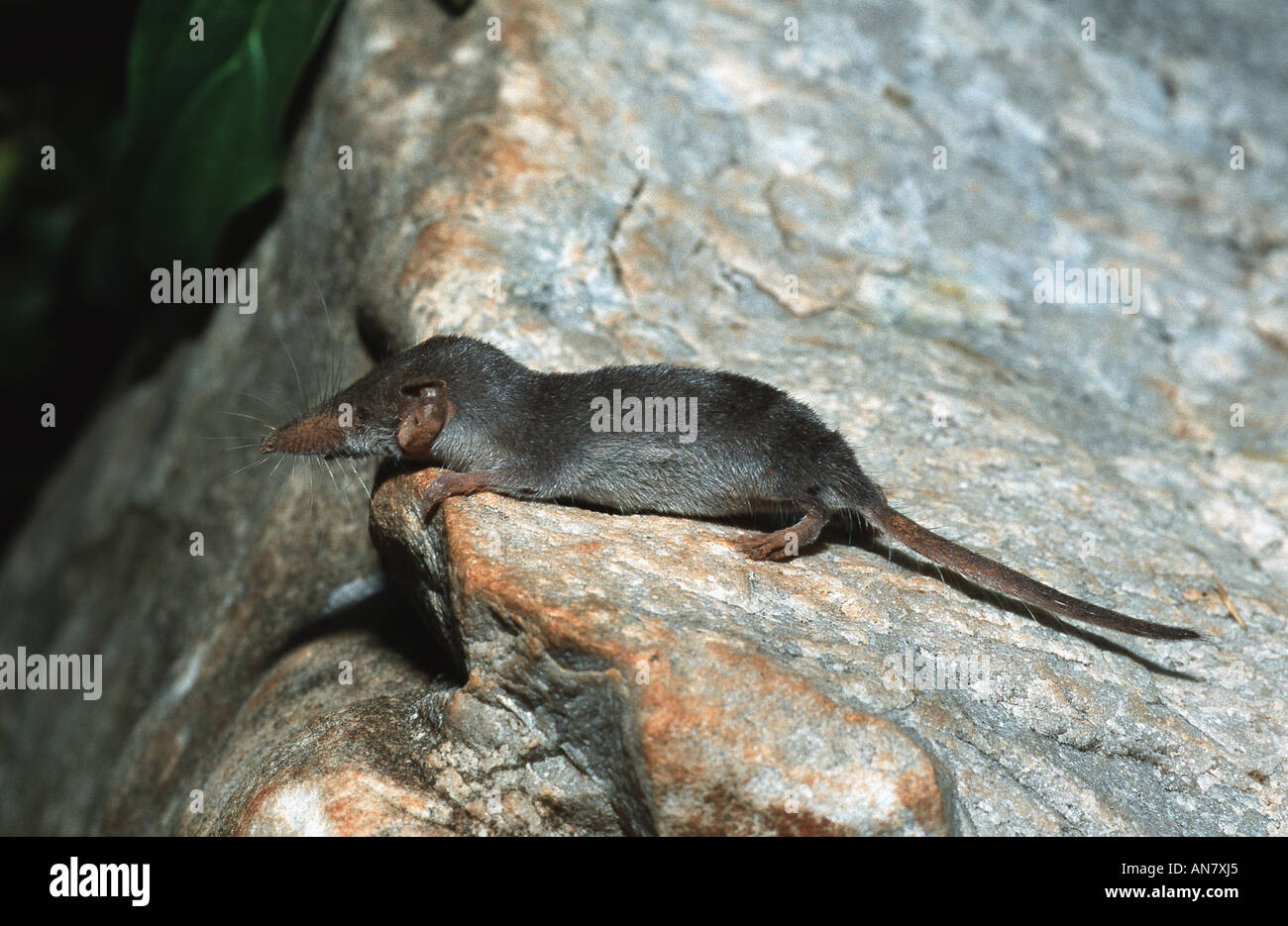 Etruscan shrew, Savi's pygmy shrew, pygmy white-toothed shrew (Suncus ...