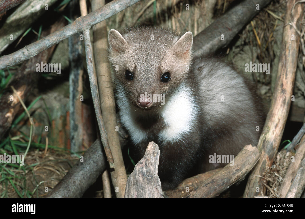 beech marten, stone marten (Martes foina), sitting between wood ...