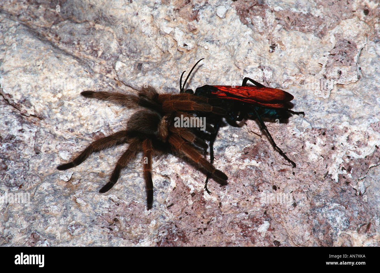 Mexican blond tarantula & tarantula hawk (Aphonopelma chalcodes ...
