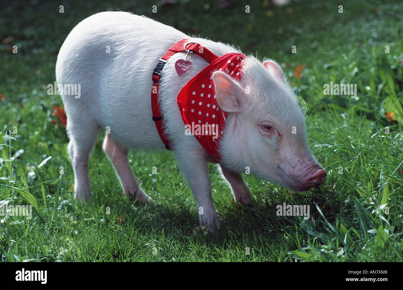 domestic pig (Sus scrofa f. domestica), dwarf pig Stock Photo - Alamy