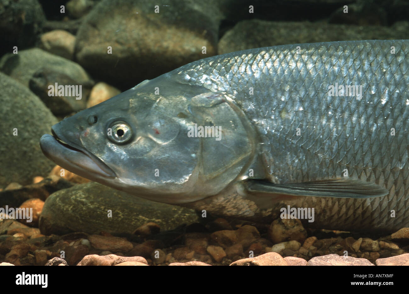 Aspius Stock Photos & Aspius Stock Images - Alamy