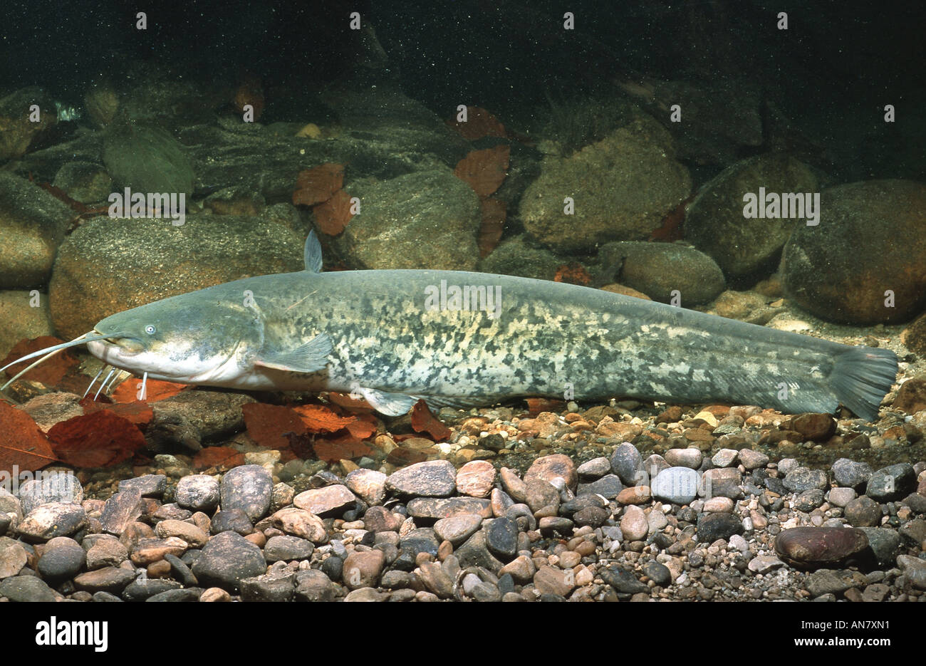 European Wels Catfish High Resolution Stock Photography and Images - Alamy