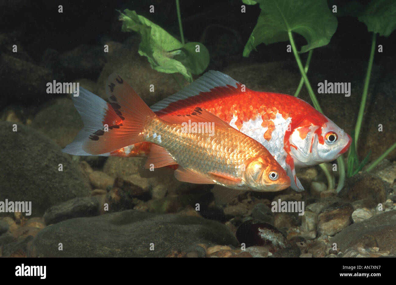 gibel carp, Prussian carp, German carp, Crucian carp (Carassius auratus ...