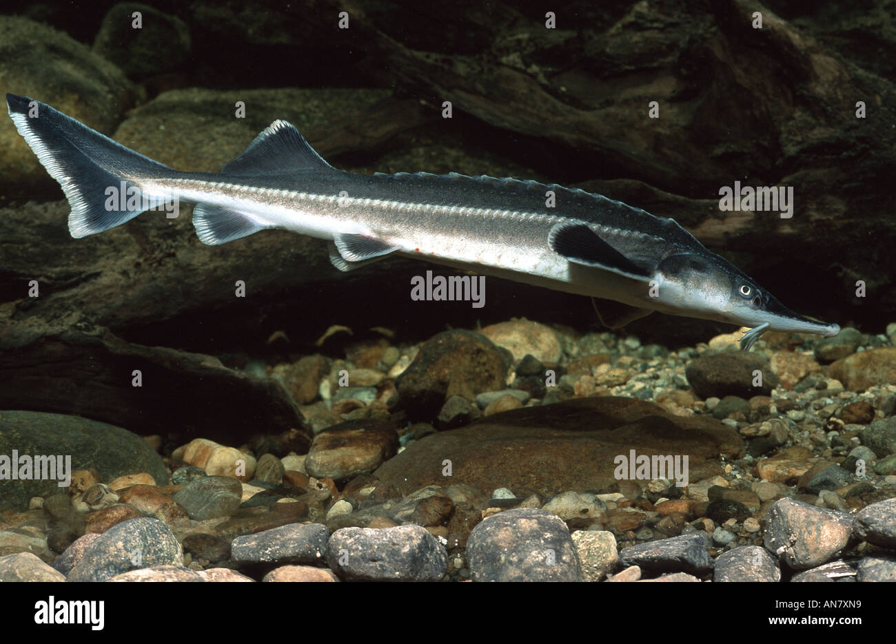 Acipenser ruthenus hi-res stock photography and images - Alamy