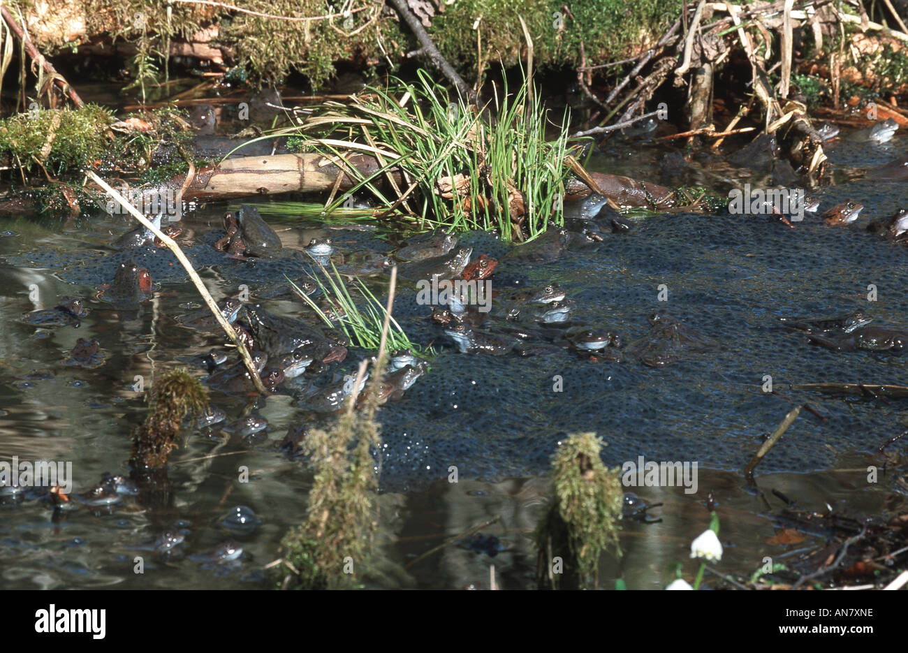 Multiple frogs hi-res stock photography and images - Alamy
