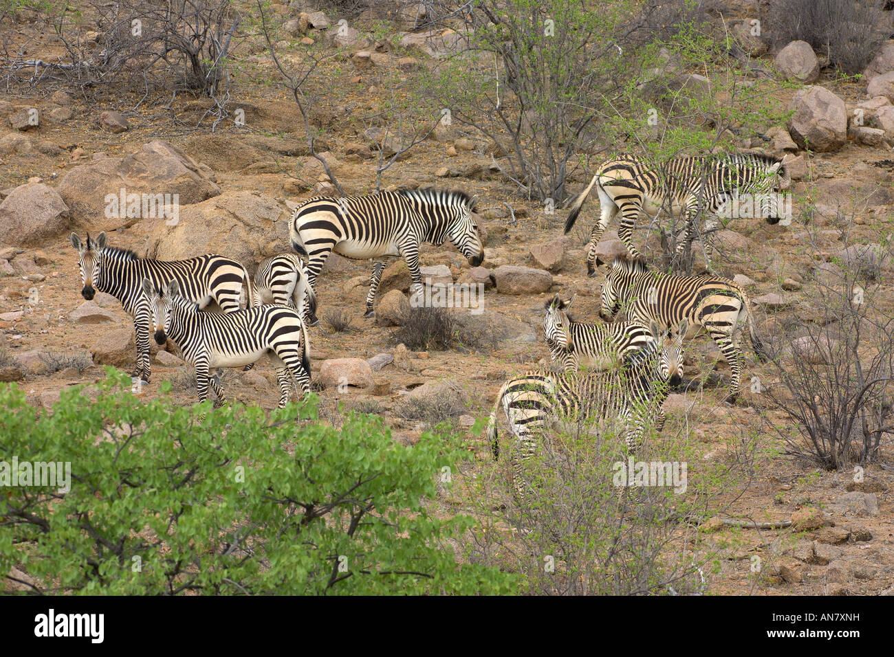 Herd of Hartmanns mountain zebra Equus zebra hartmanni Hobetere Namibia ...