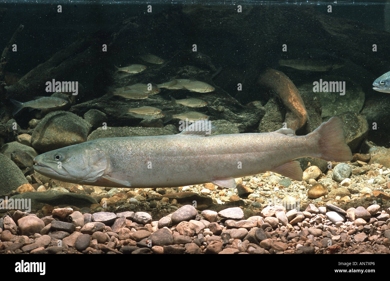 Danube salmon, huchen (Hucho hucho), adult individual with prey fish in ...