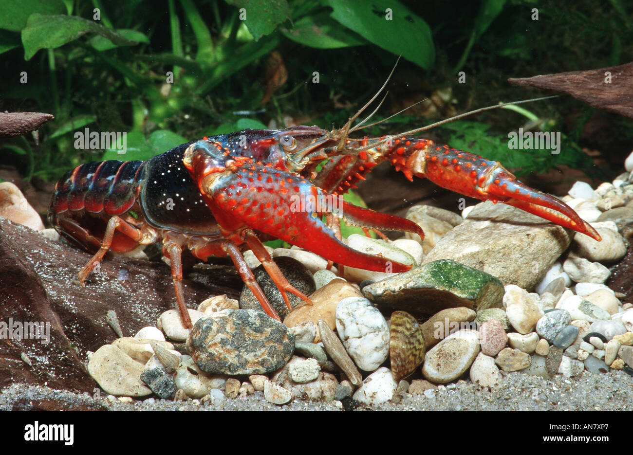 Louisiana red crayfish, red swamp crayfish, Louisiana swamp crayfish ...
