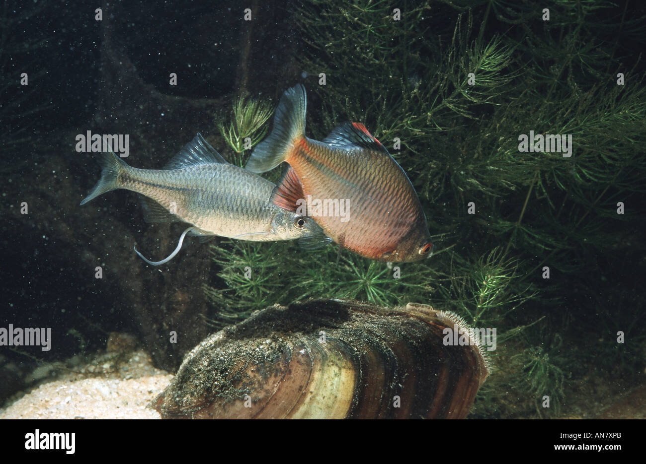 bitterling (Rhodeus amarus, Rhodeus sericeus), spawning, Germany Stock ...