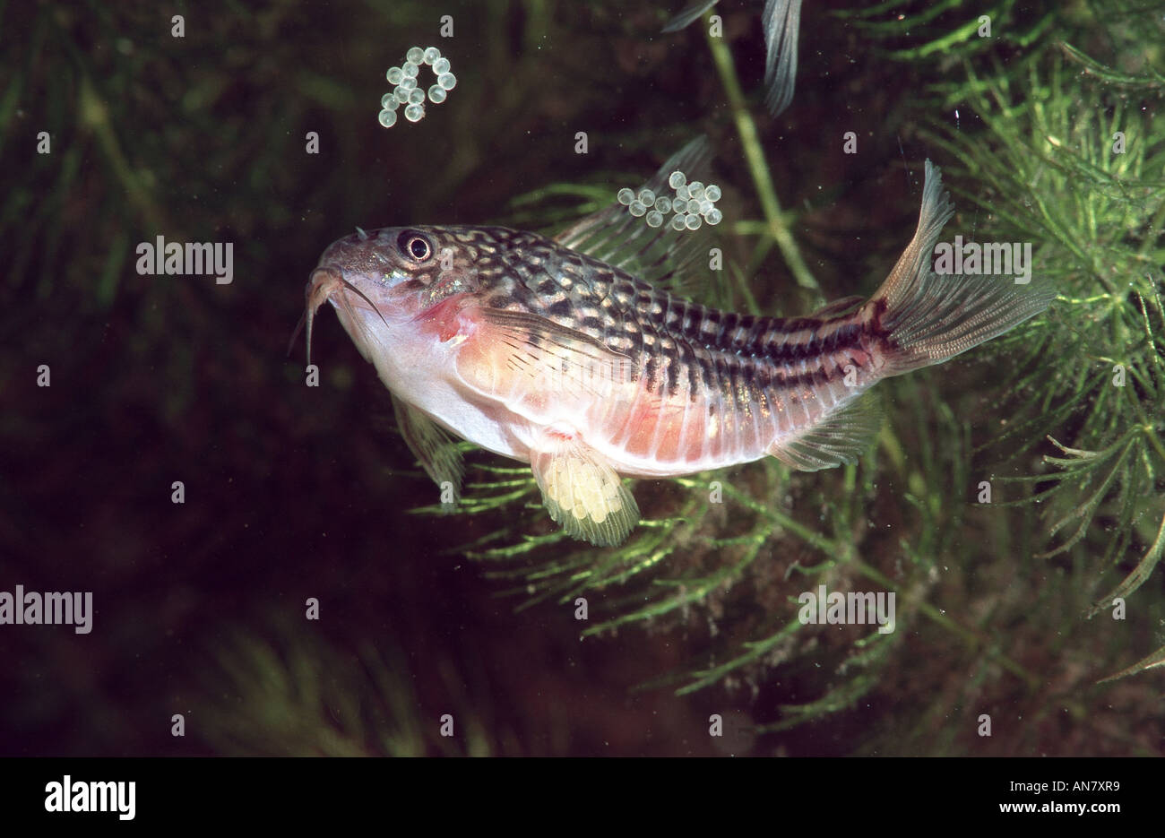 Napo cory corydoras cf trillineat hi-res stock photography and images ...
